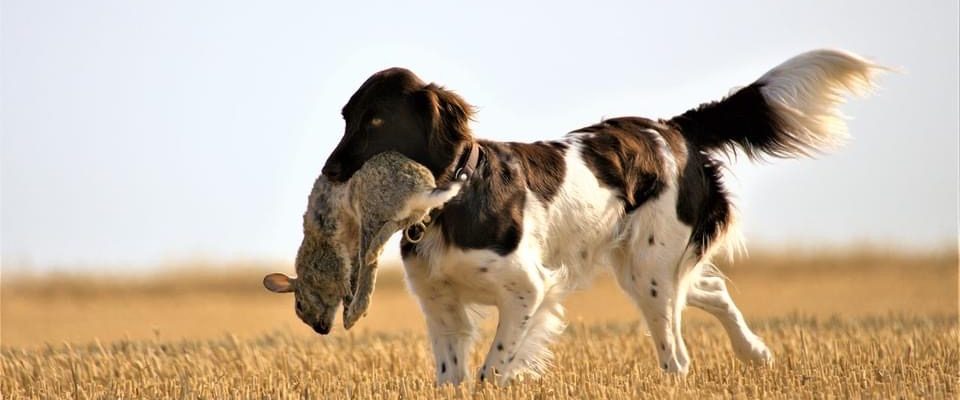 Jagdhunde - Kreisgruppe Bad Kreuznach